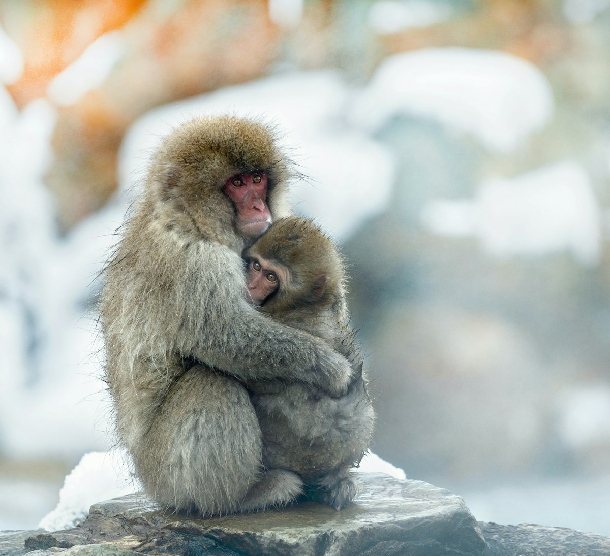 Snow Monkey Exploration: Tokyo's Private Bullet Train Day Adventure ...