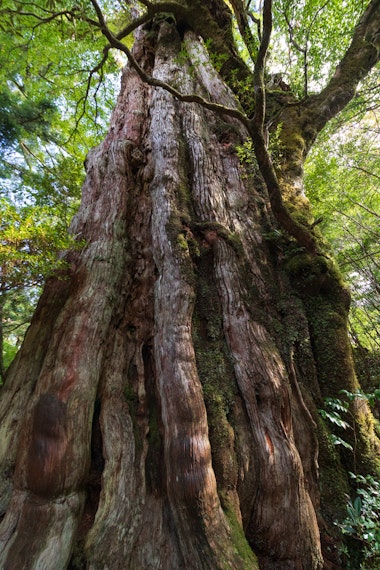 Explore Yakushima Island on Foot with a Local Guide - Trip To Japan
