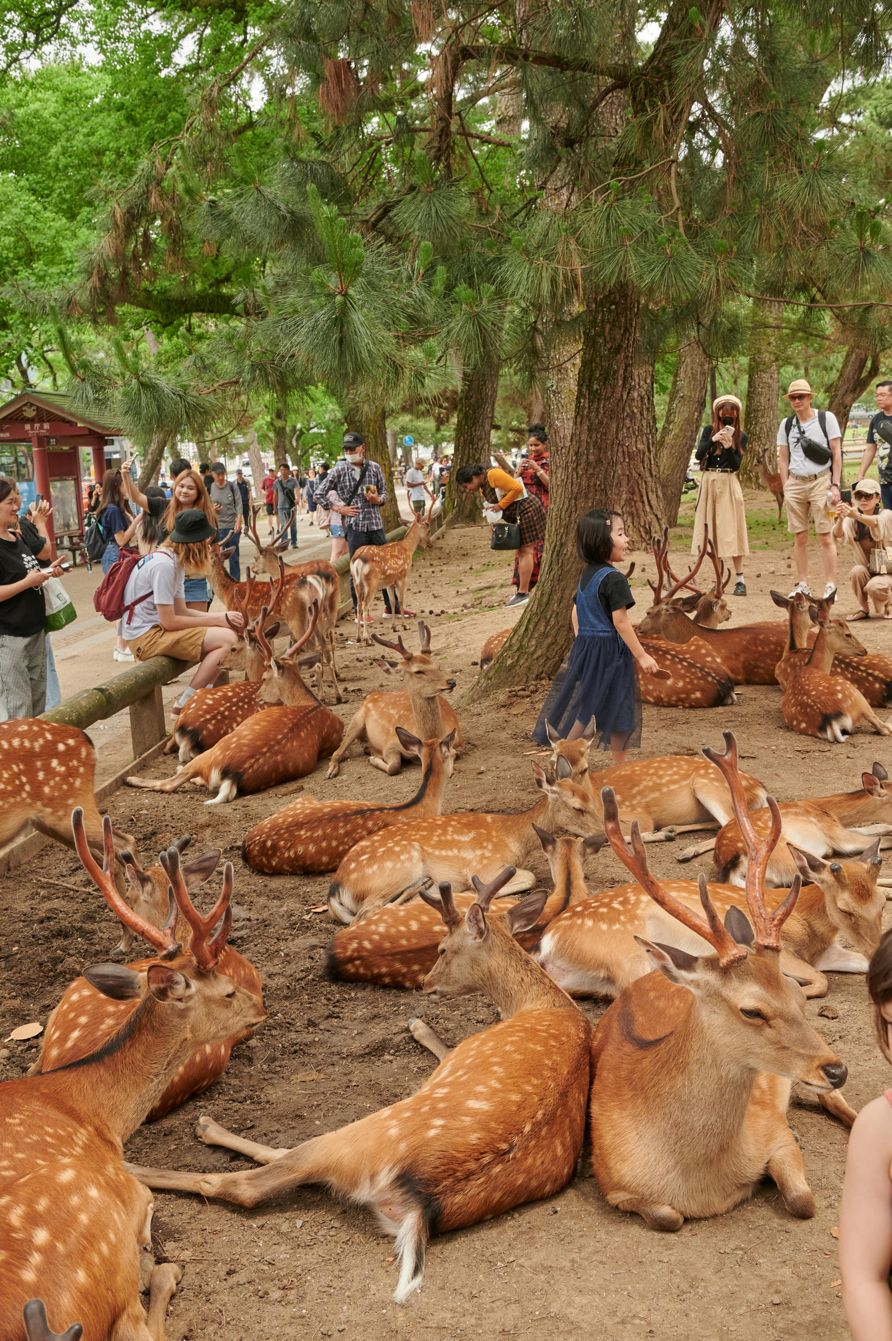 Nara Park (Nara Deer Park): Highlights, Access & Tips - Trip To Japan