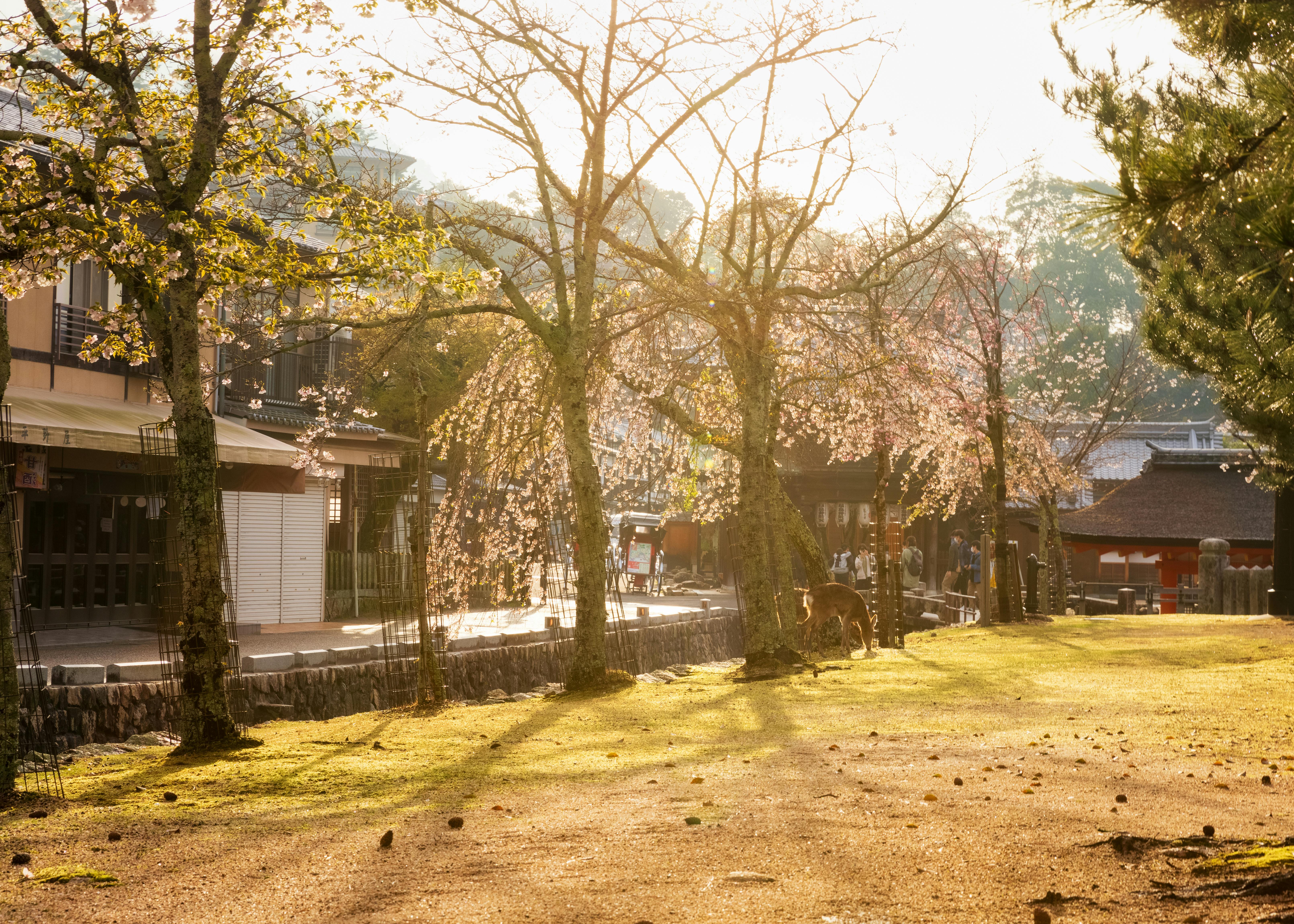 Private Miyajima Rickshaw Tour ( 1 Hour ) Ride - Trip To Japan