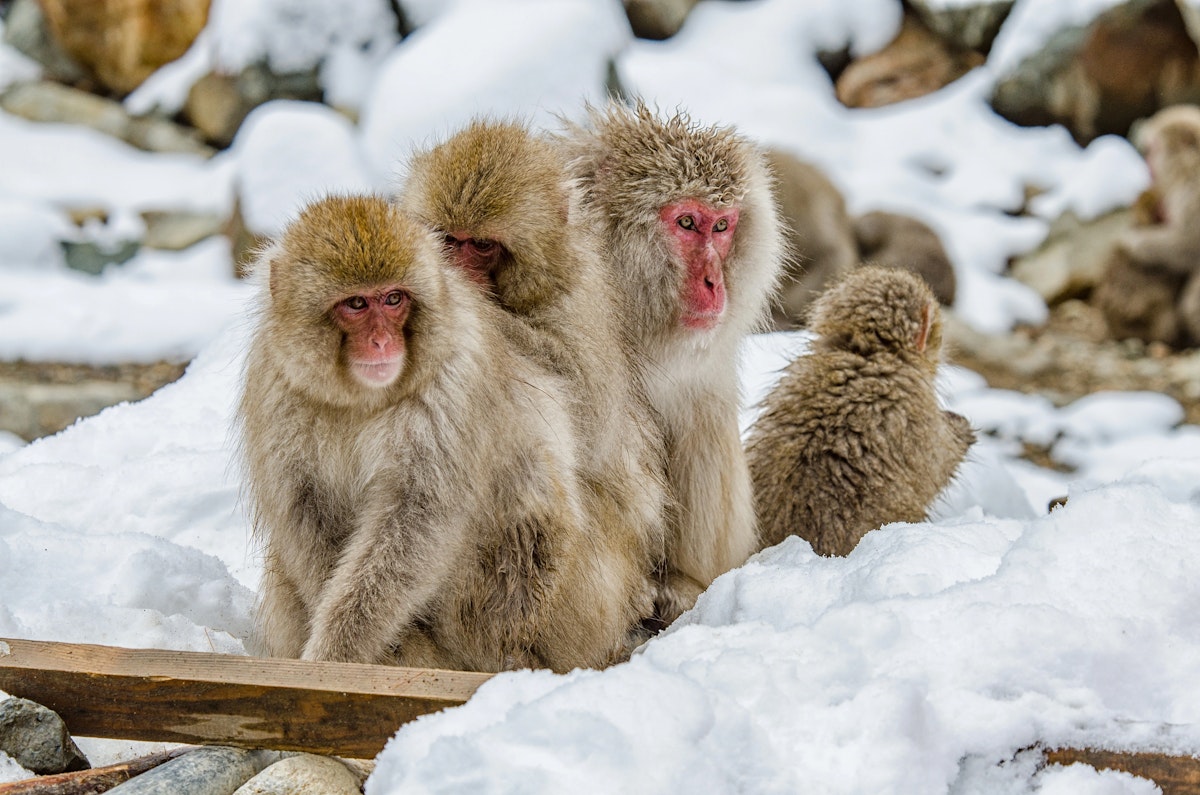 Journey to Jigokudani: Japan's Snow Monkey Hot Springs - Trip To Japan