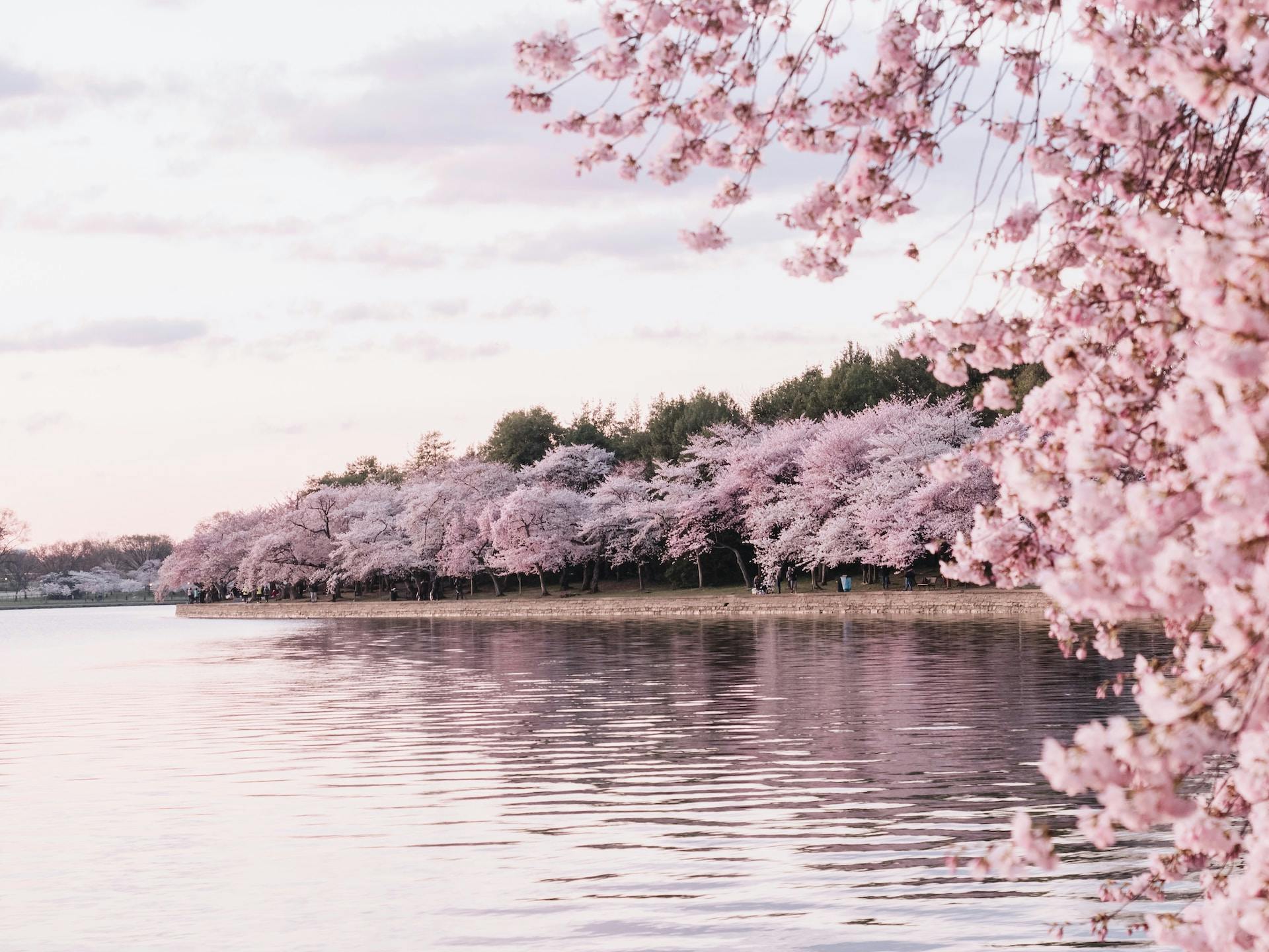 Japan's Cherry Blossom Season: Insider Tips for a Perfect Trip - Trip ...
