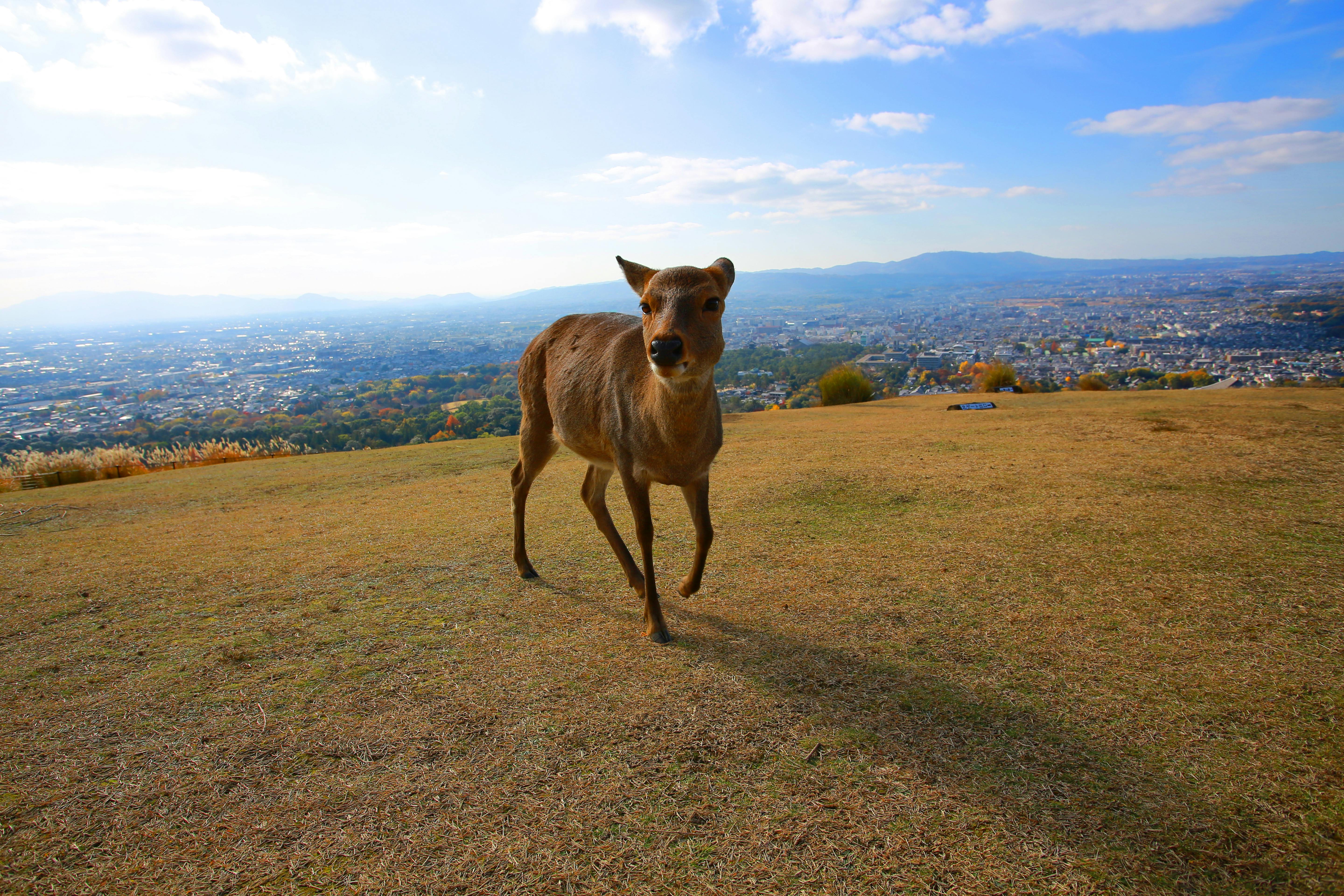 Private Nara Bike Tour: Forest, Waterfalls & Scenic Countryside - Trip ...