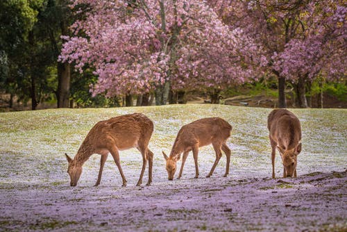 Exploring Japan's Most Tranquil Cherry Blossom Gardens - Trip To Japan