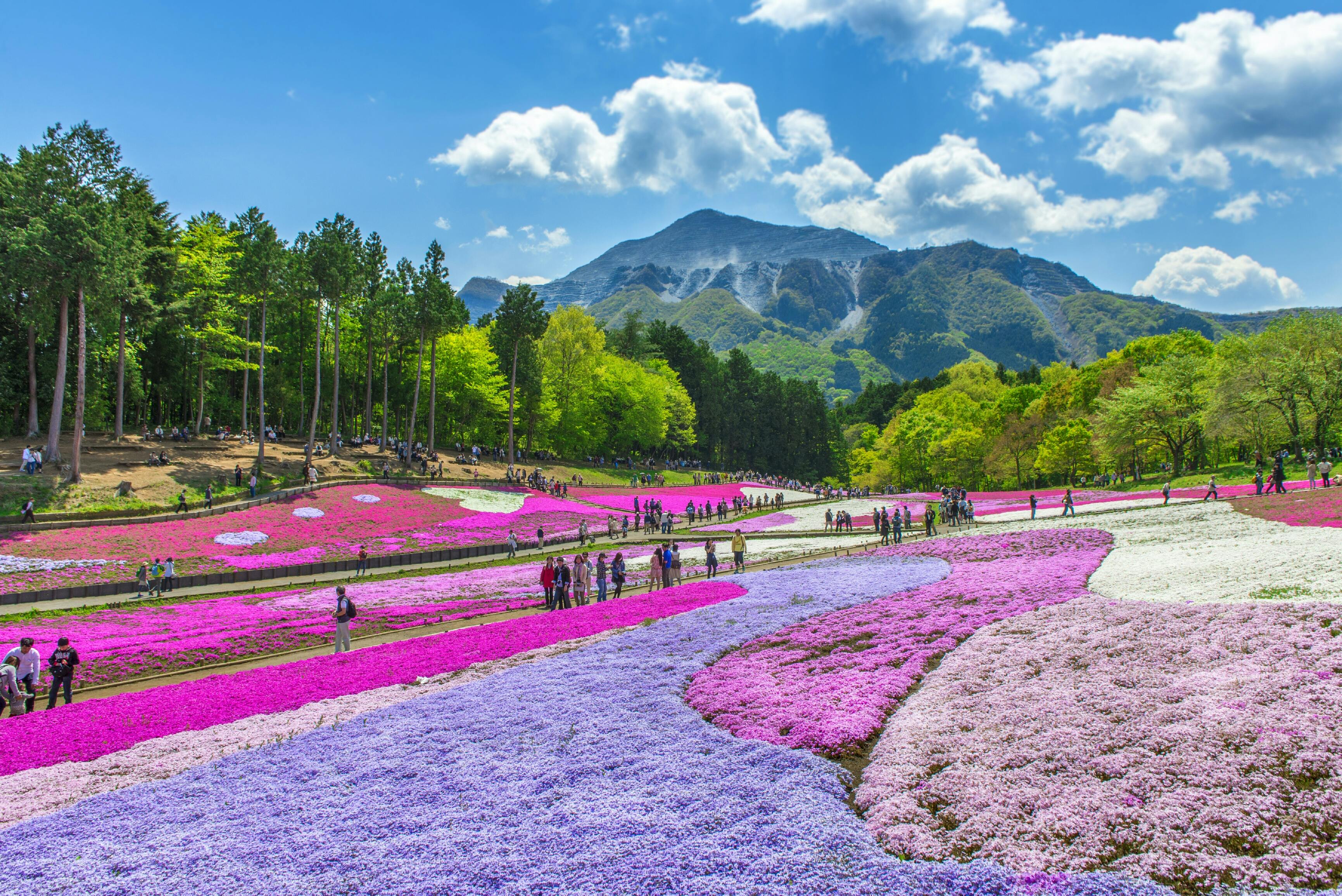 15 Best Things to Do in Saitama City, Japan - Trip To Japan