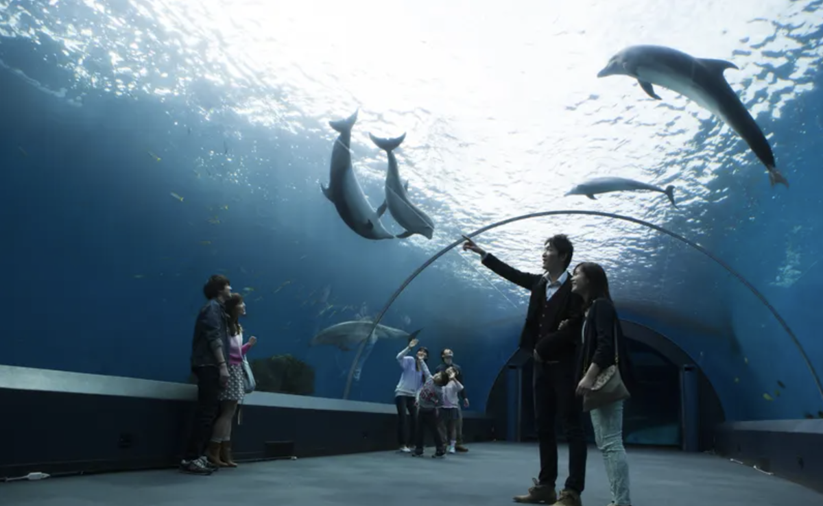 Yokohama's Sea Paradise Hakkeijima Entry Pass - Trip To Japan