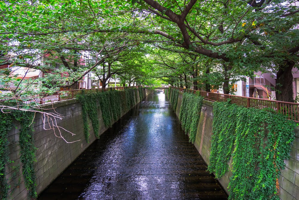 Meguro River: A Scenic Spot for All Seasons - Trip To Japan