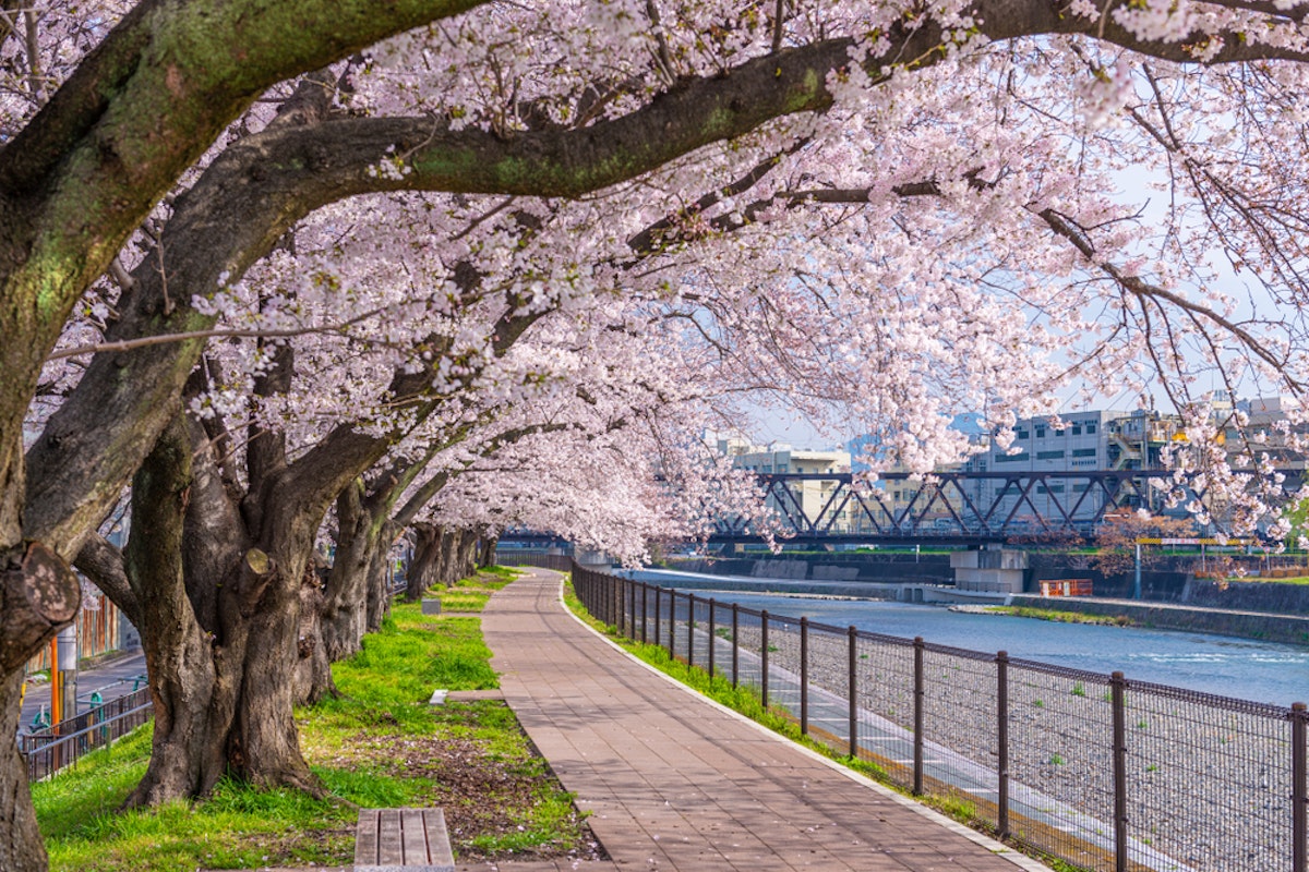 Kamo River - Trip To Japan
