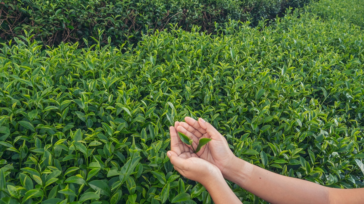 Tea Harvesting Experience in Kagoshima - Trip To Japan - Trip To Japan