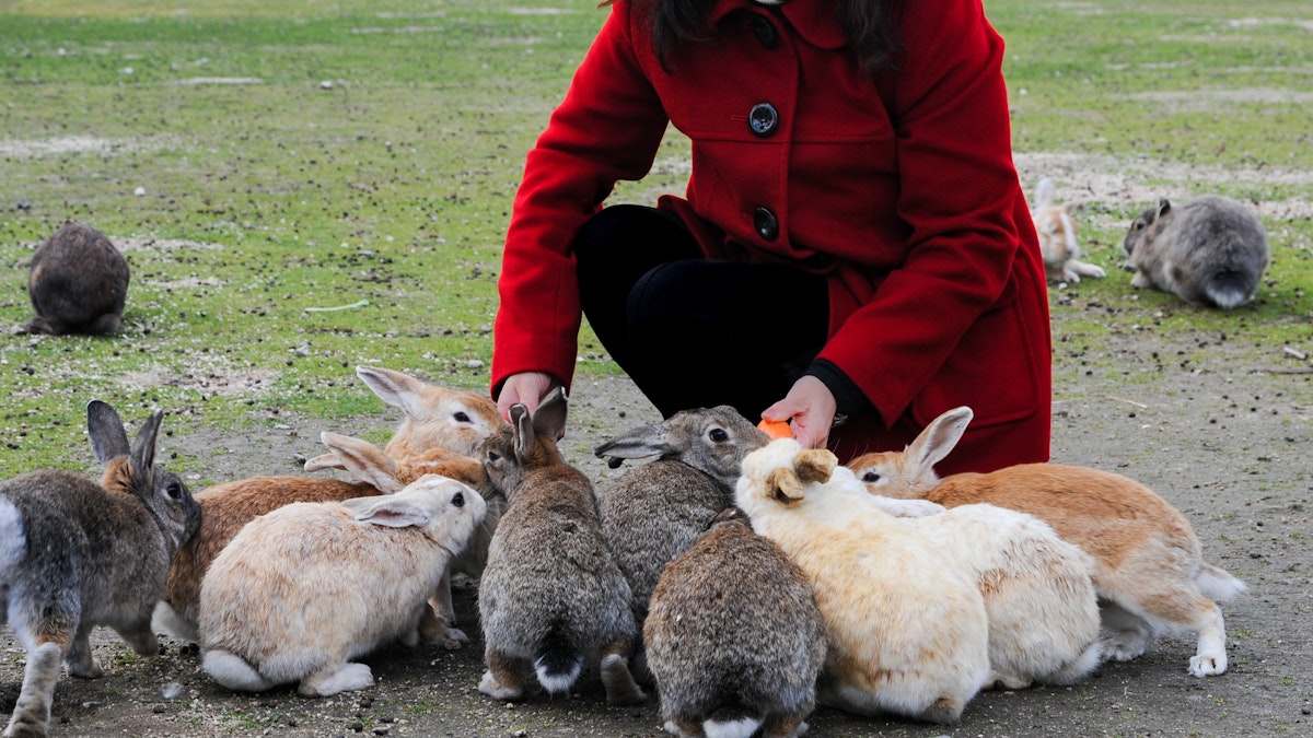 Rabbit Island Okunoshima and Hiroshima Sake Breweries - Trip To Japan