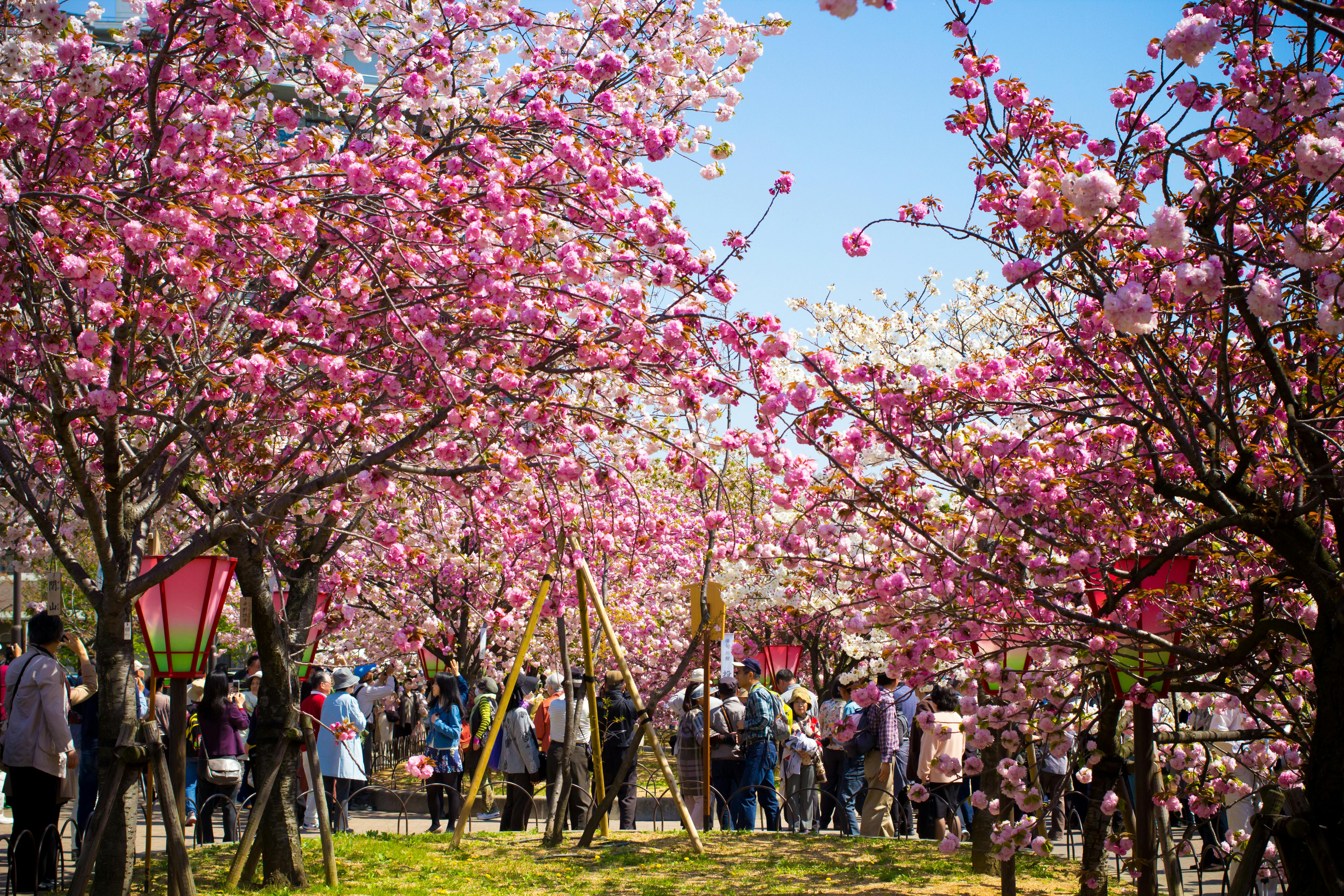Osaka Mint Bureau (Cherry Blossom Viewing in Spring): Hig... - Trip To ...
