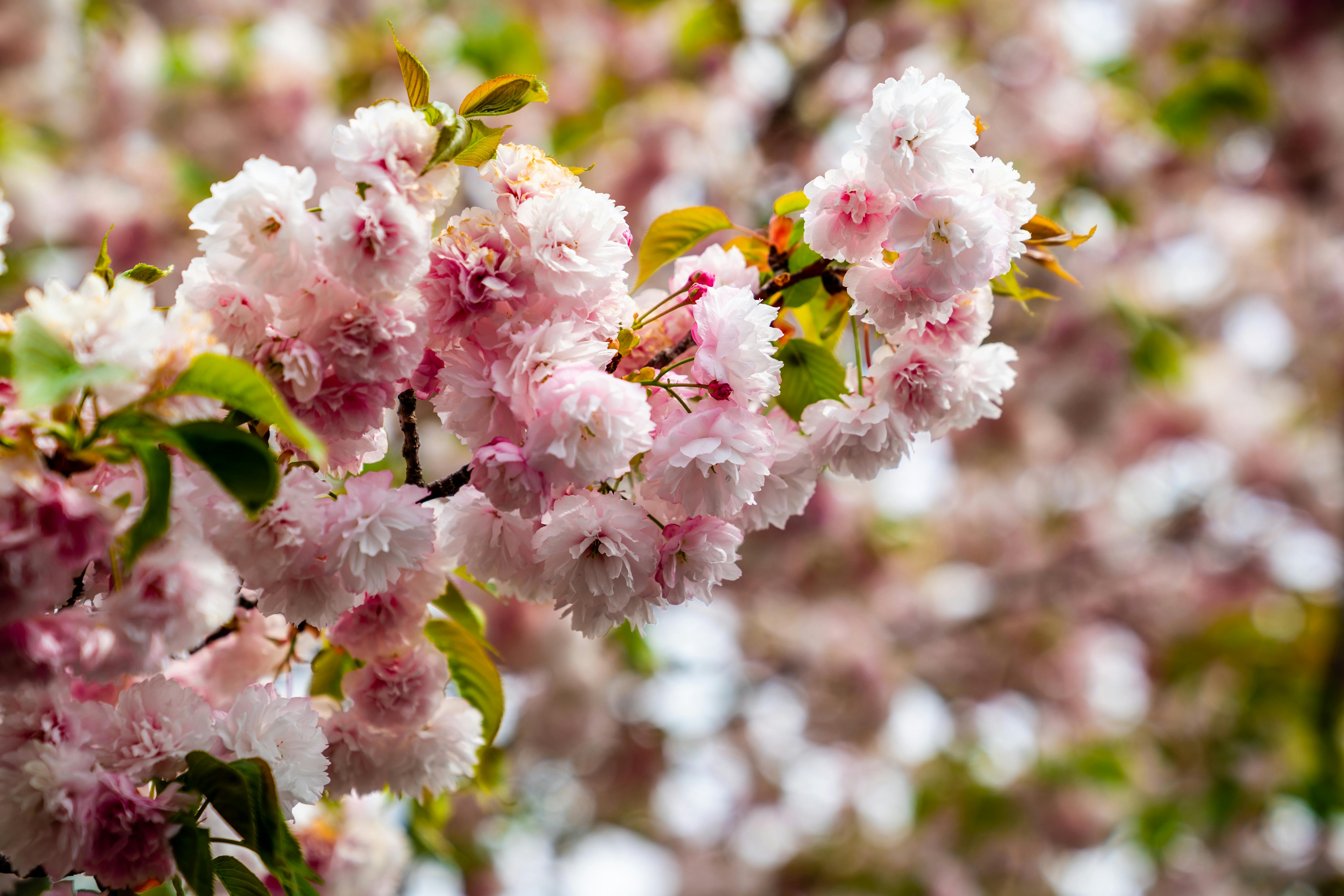 Osaka Mint Bureau (Cherry Blossom Viewing in Spring): Hig... - Trip To ...