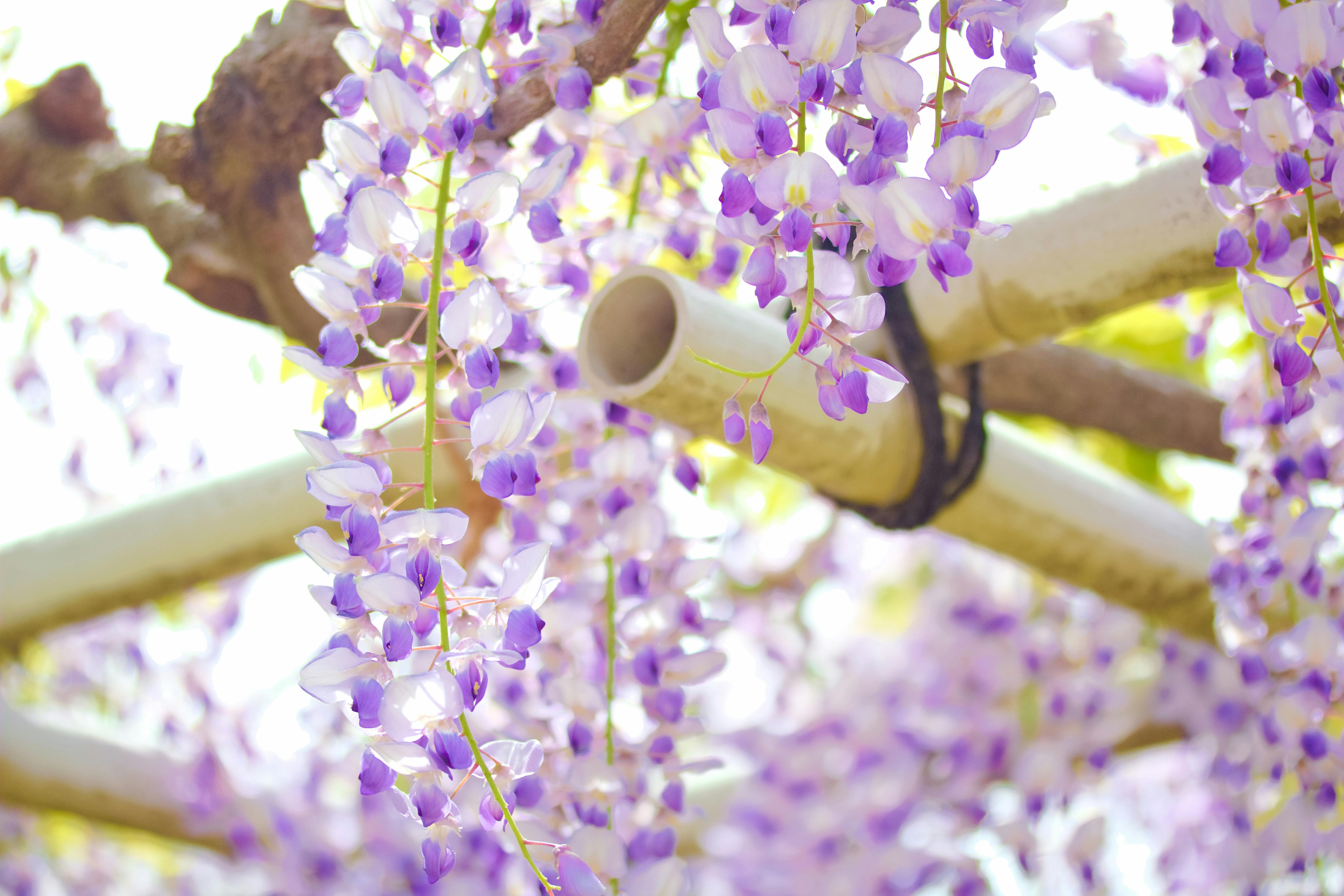 Meijo Park in Nagoya: Highlights, Access & Tips - Trip To Japan