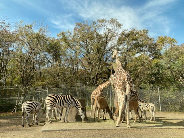 Fuji Safari Park in Shizuoka: Highlights, Access & Tips - Trip To Japan