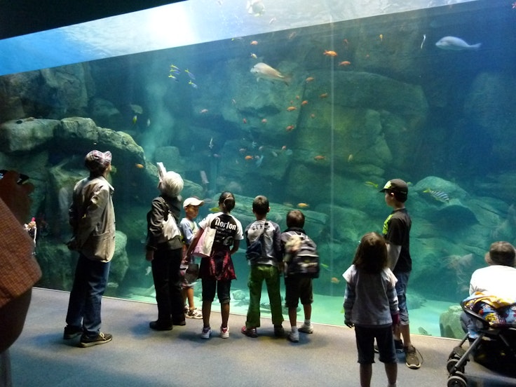 Miyajima Public Aquarium - Trip To Japan