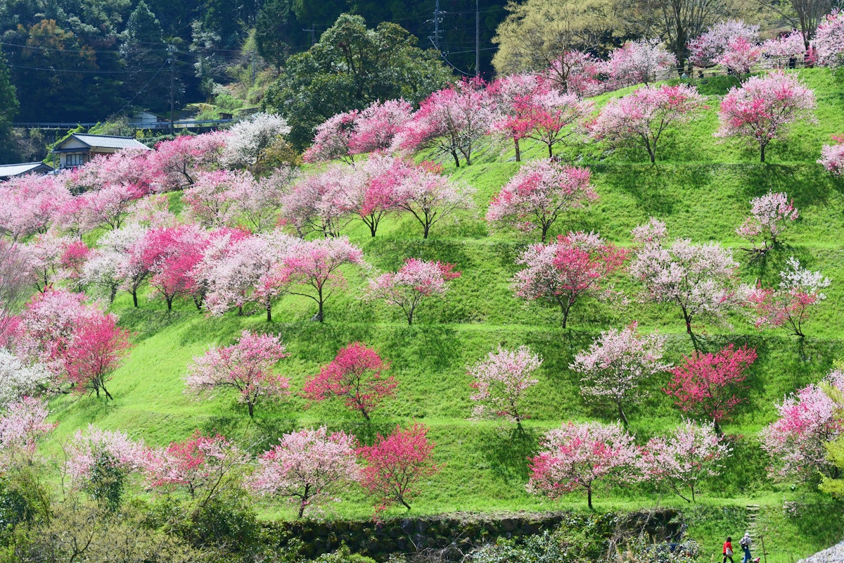 Discover Kochi: Complete Pre-Travel Guide and Insider Tips - Trip To Japan