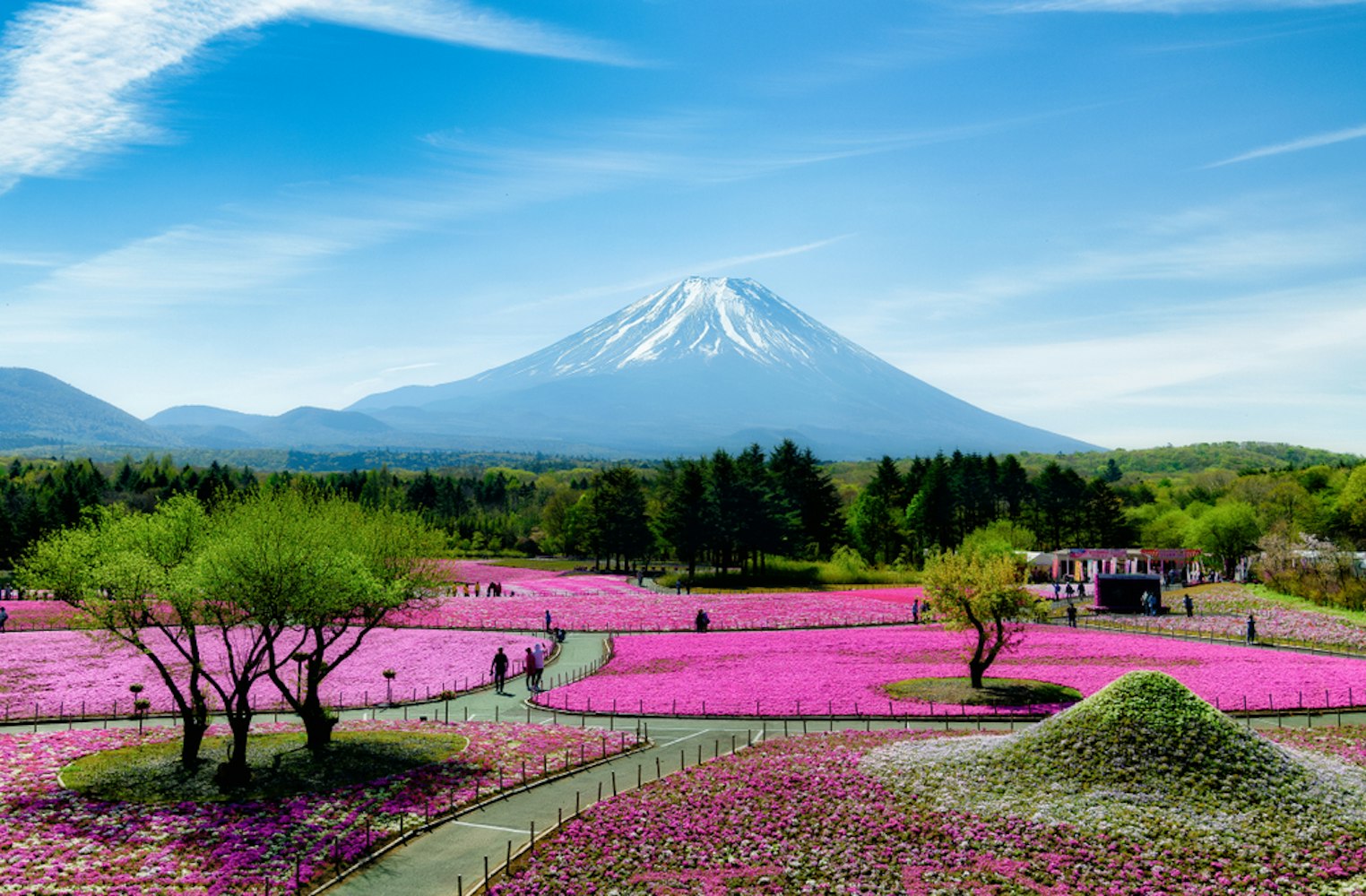日本春天指南：体验樱花季节 - Trip To Japan - Trip To Japan