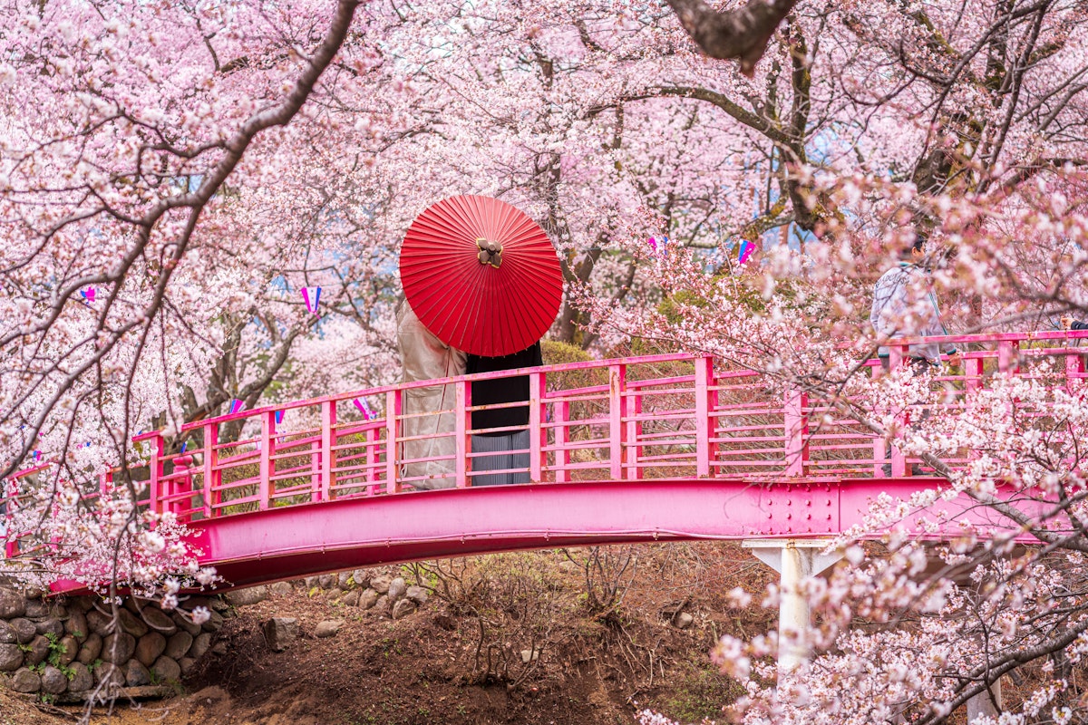 What Is Hanami? Japanese Art of Celebrating Sakura Season - Trip To Japan