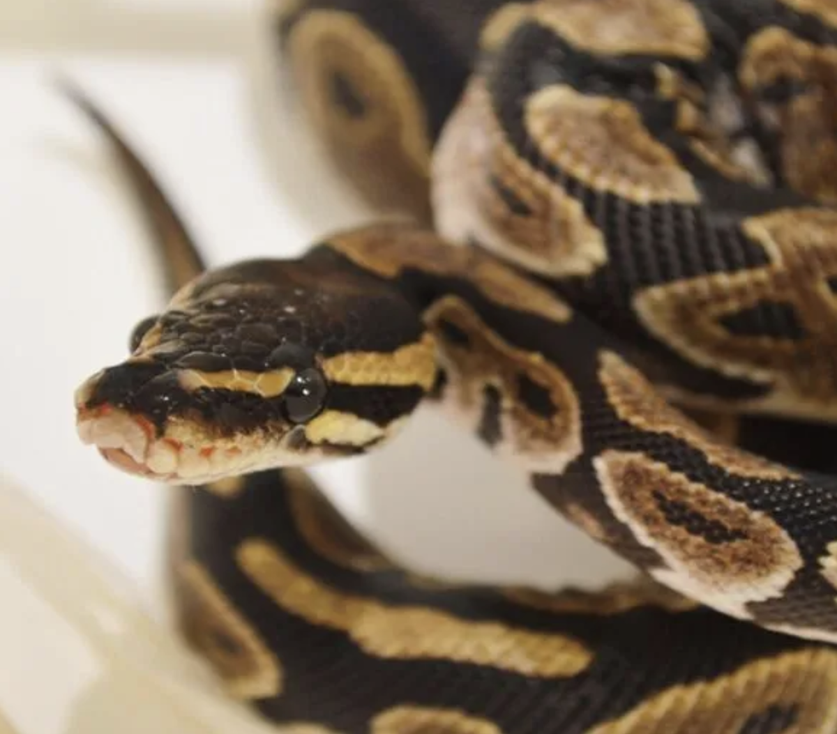 Snake Cafe in Harajuku - Trip To Japan - Trip To Japan