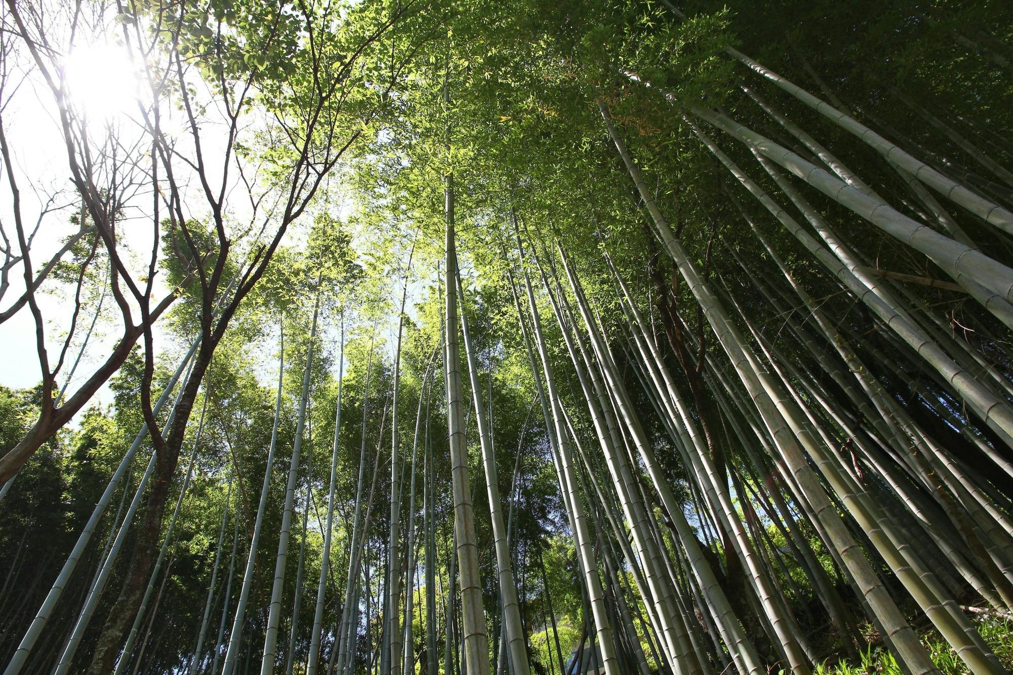Mount Yoshino (Yoshino-yama): Highlights, Access & Tips - Trip To Japan