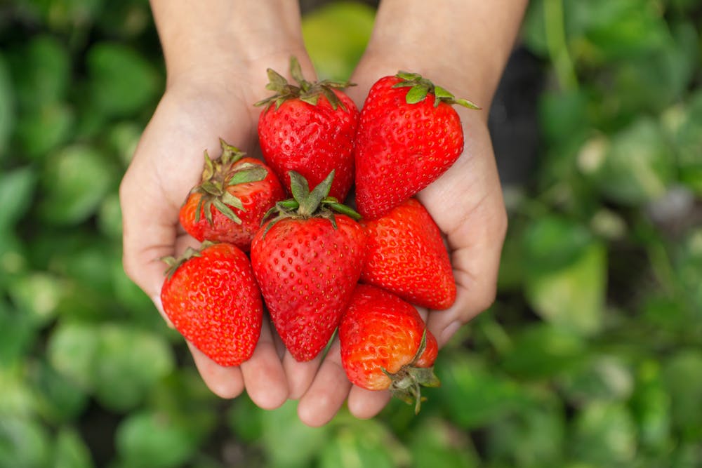 Strawberry Picking and Mochi Dessert Experience in Asuka - Trip To Japan