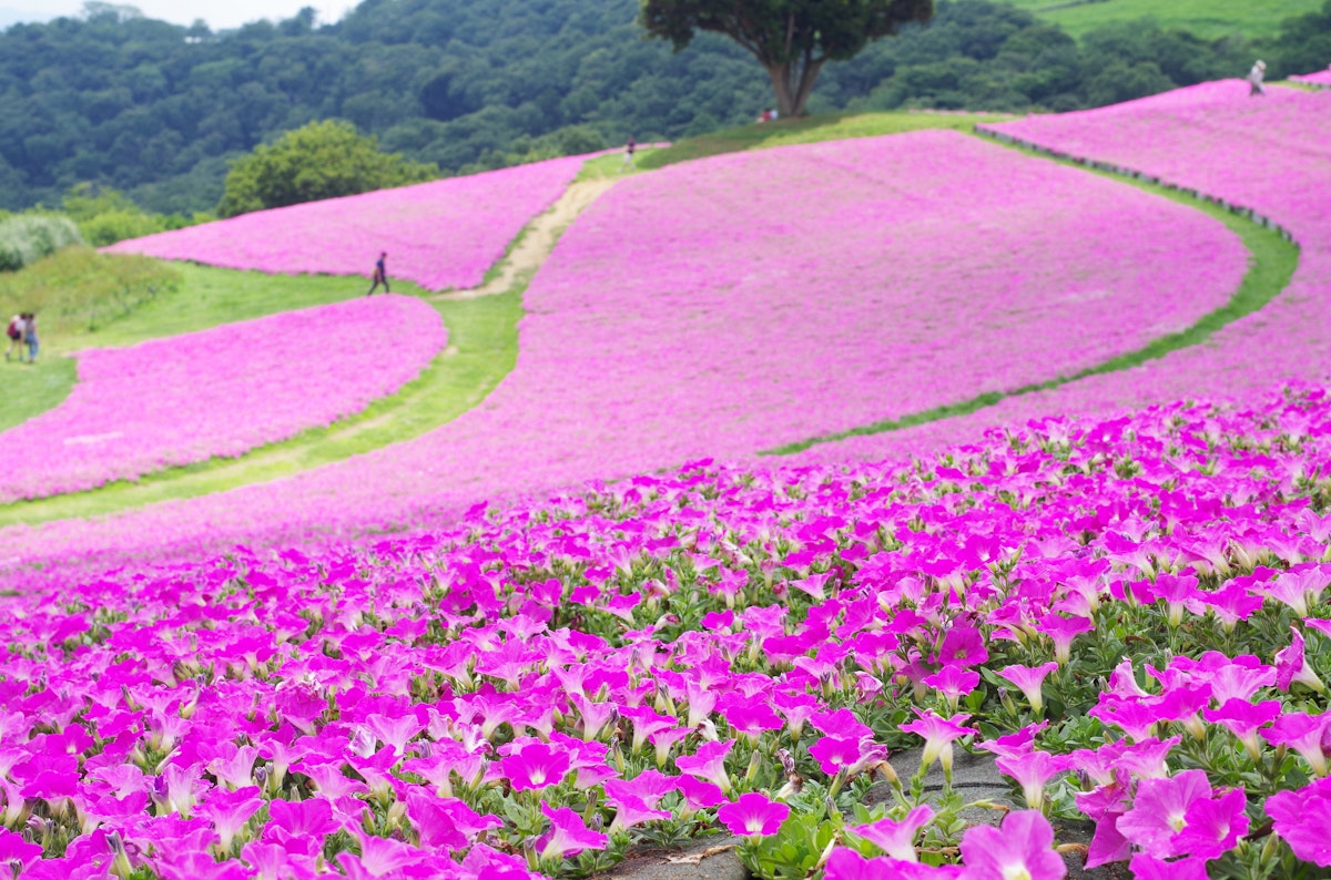 Mother Farm (Mother Bokujo) - Trip To Japan