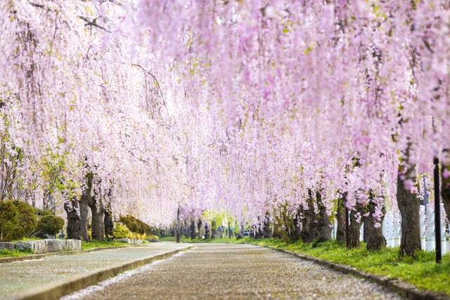 Nicchu Line Weeping Cherry Blossom Trees, Fukushima - Trip To Japan
