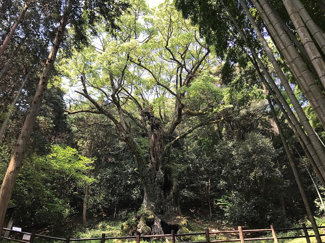 The Great Camphor Tree of Takeo (Takeo no Okusu), Saga - Trip To Japan