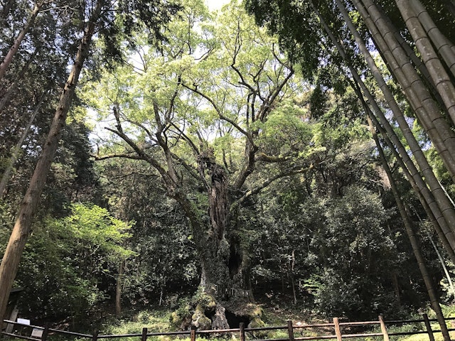 The Great Camphor Tree of Takeo (Takeo no Okusu), Saga - Trip To Japan