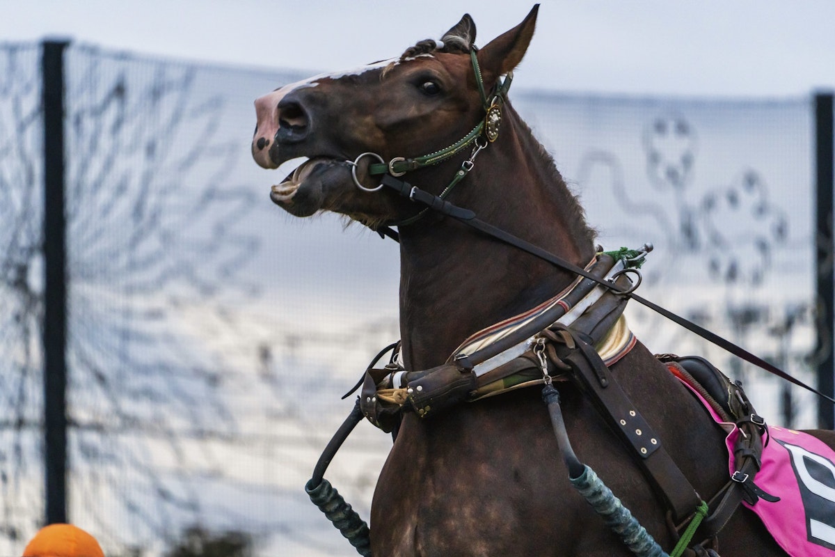 Obihiro Racecourse - Trip To Japan - Trip To Japan