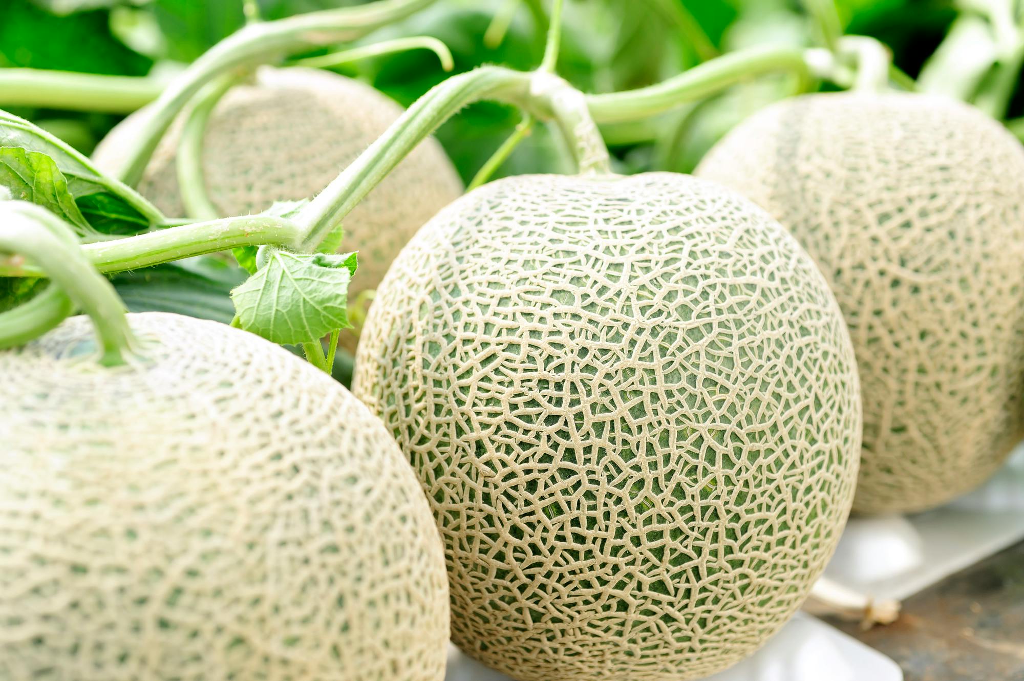 Hokkaido Food Guide for the Best Local Eats - Trip To Japan