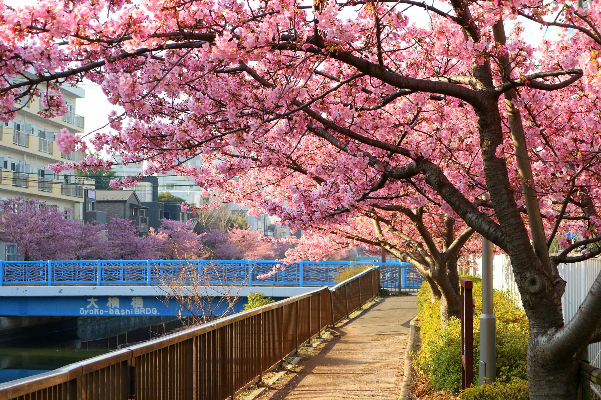 Oyokogawa Promenade Kawazu Sakura, Koto, Tokyo - Trip To Japan