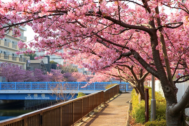 Oyokogawa Promenade Kawazu Sakura, Koto, Tokyo - Trip To Japan