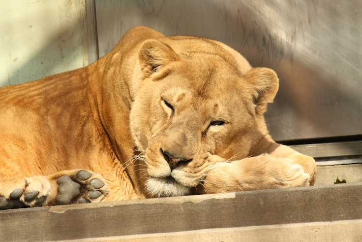 Kyoto City Zoo - Trip To Japan - Trip To Japan