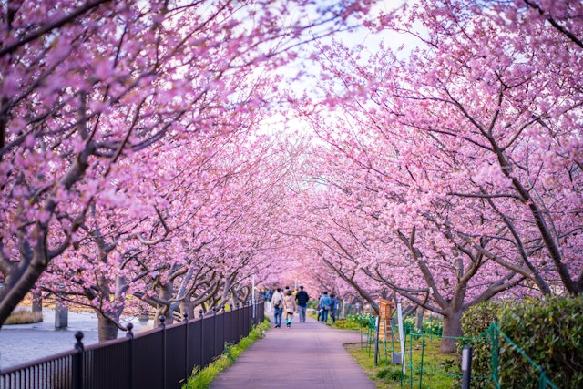 Kawazu Cherry Blossom Trees - Nanohana Road in Shizuoka: ... - Trip To ...