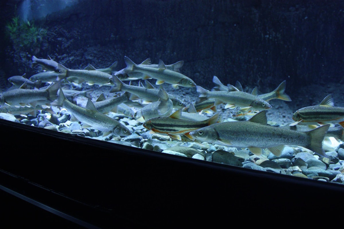 Salmon Hometown Chitose Aquarium - Trip To Japan - Trip To Japan