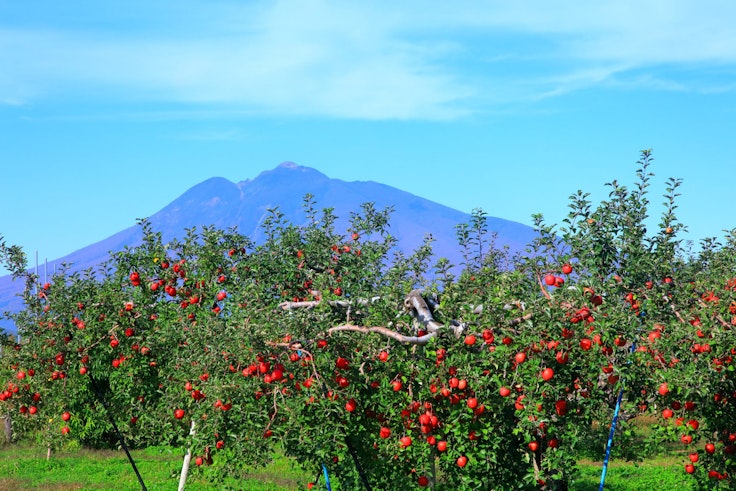 Hirosaki Apple Park - Trip To Japan - Trip To Japan