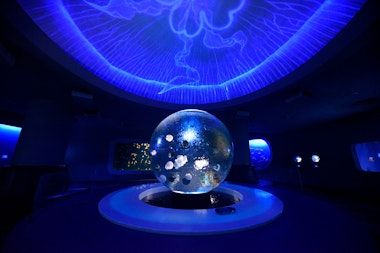 Enoshima Aquarium - Trip To Japan - Trip To Japan