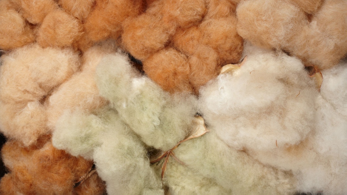 Cotton Comes in More than White! Cotton’s Natural Colors, Straight from ...