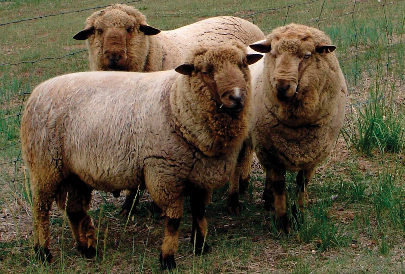 Welcome to the Sheep Barn | Farm & Fiber Knits