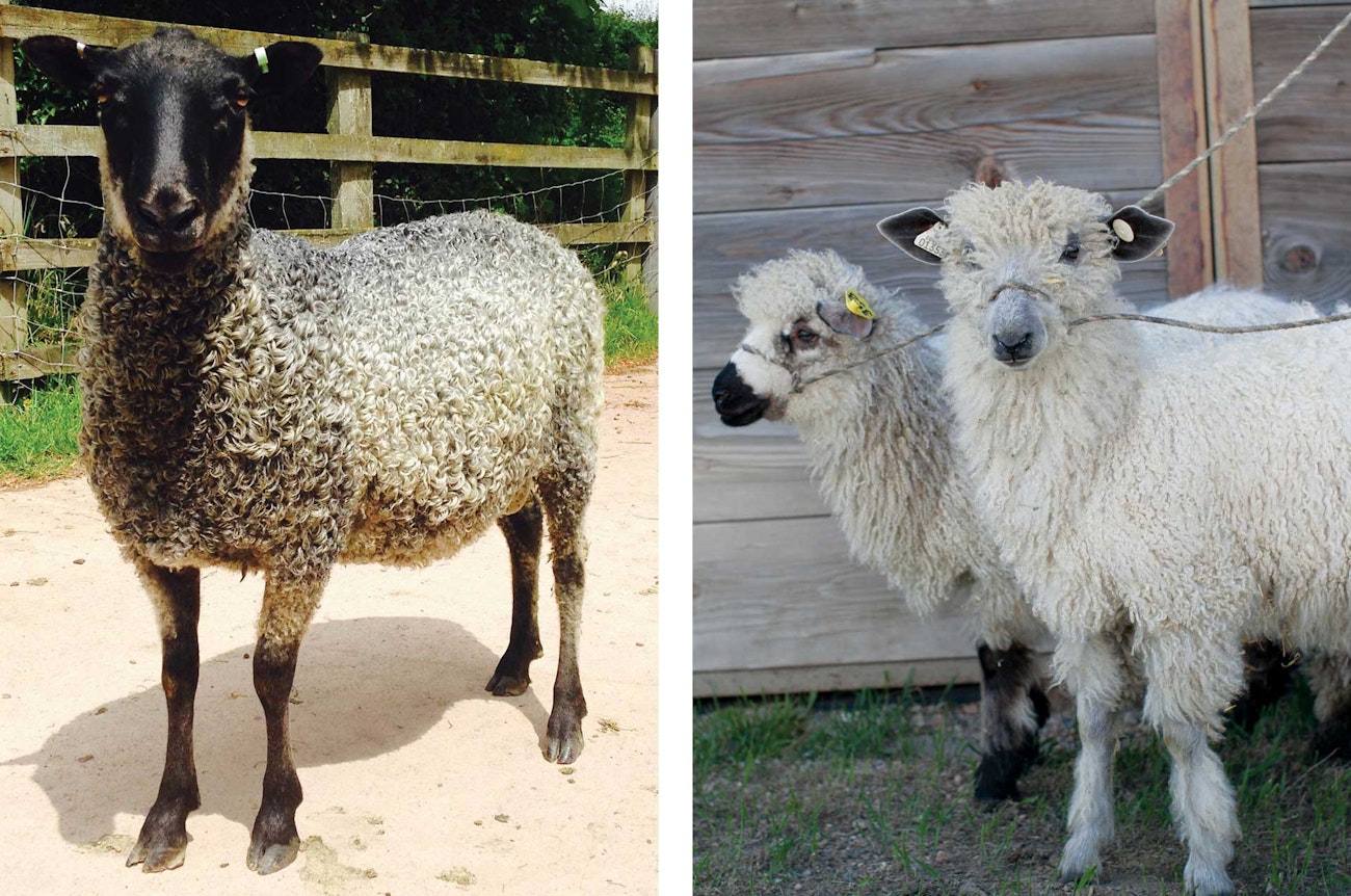 Welcome to the Sheep Barn | Farm & Fiber Knits
