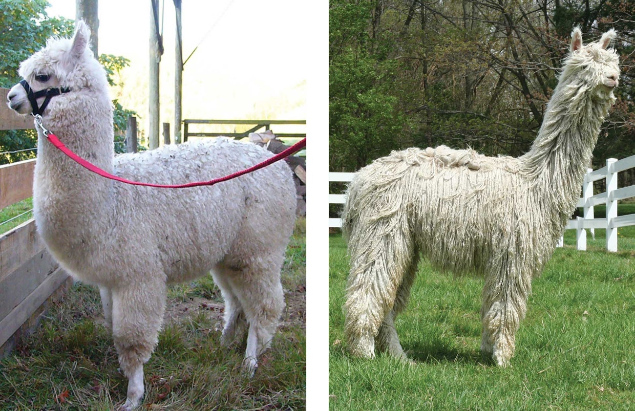 Alpacas and Llamas and Paco-vicuñas! | Farm & Fiber Knits