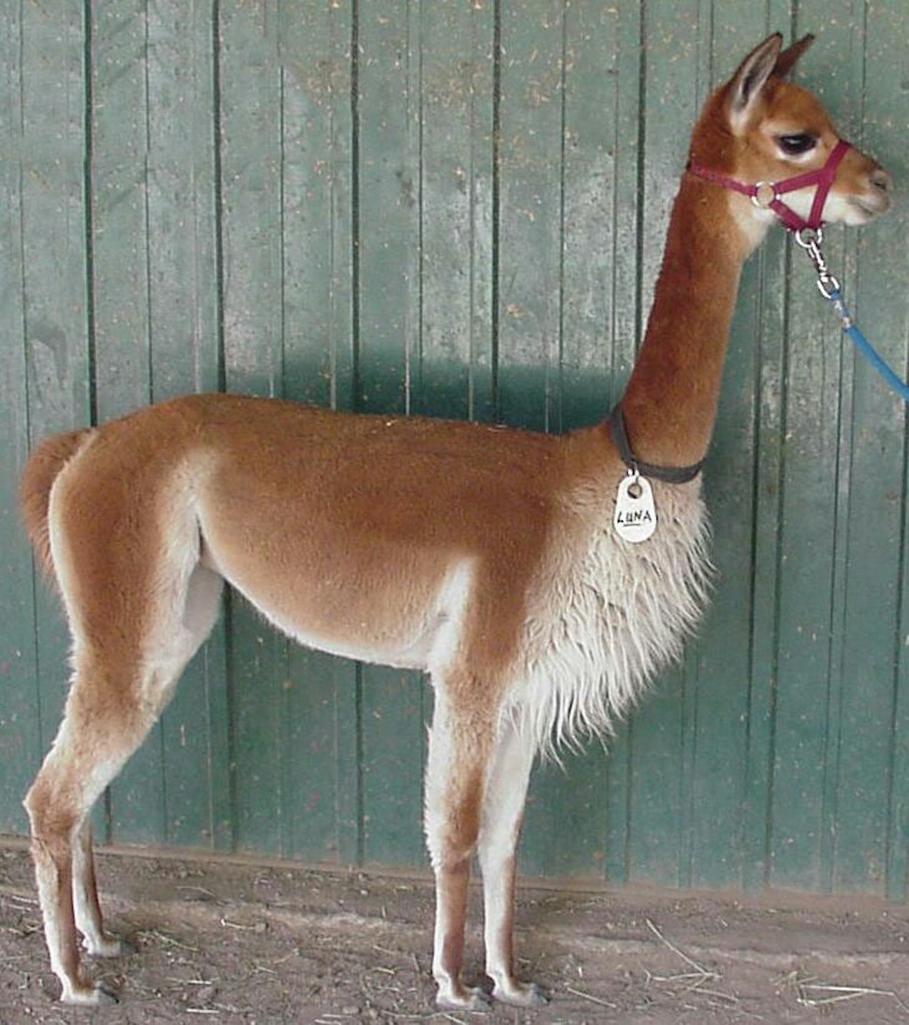 Alpacas and Llamas and Paco-vicuñas! | Farm & Fiber Knits