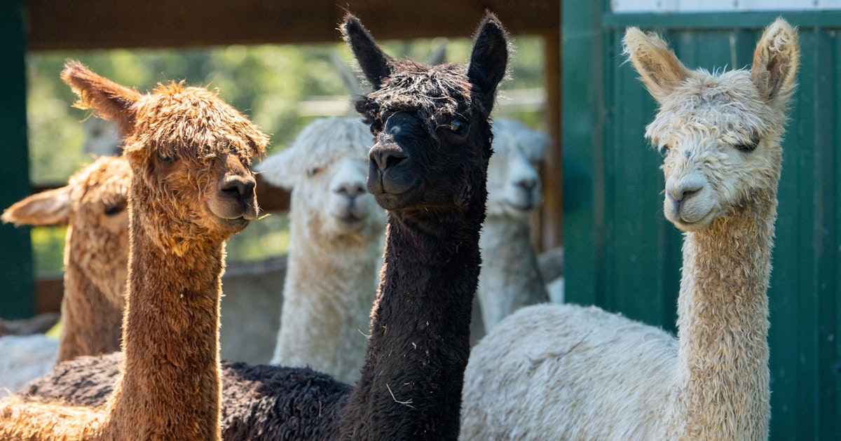 Suri Alpaca’s Lustrous Locks | Farm & Fiber Knits Suri Alpaca’s Lustrous Locks | Farm & Fiber Knits