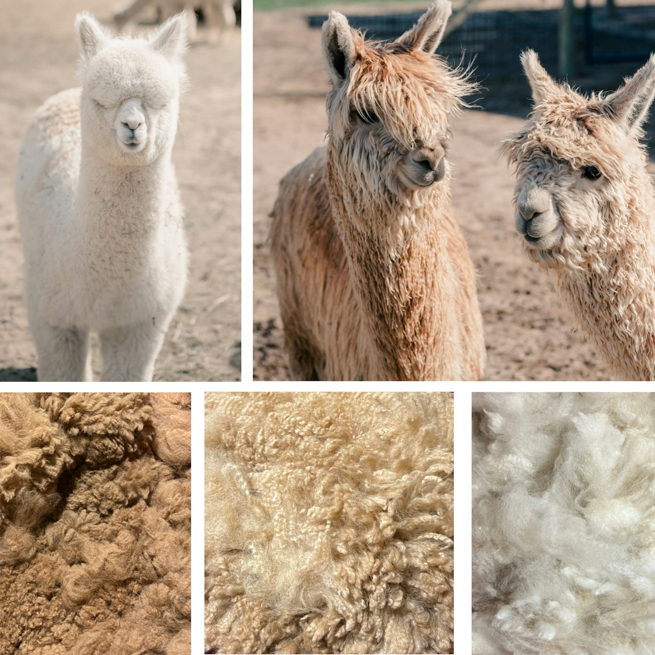 The Natural Colors of Alpaca Fiber | Farm & Fiber Knits