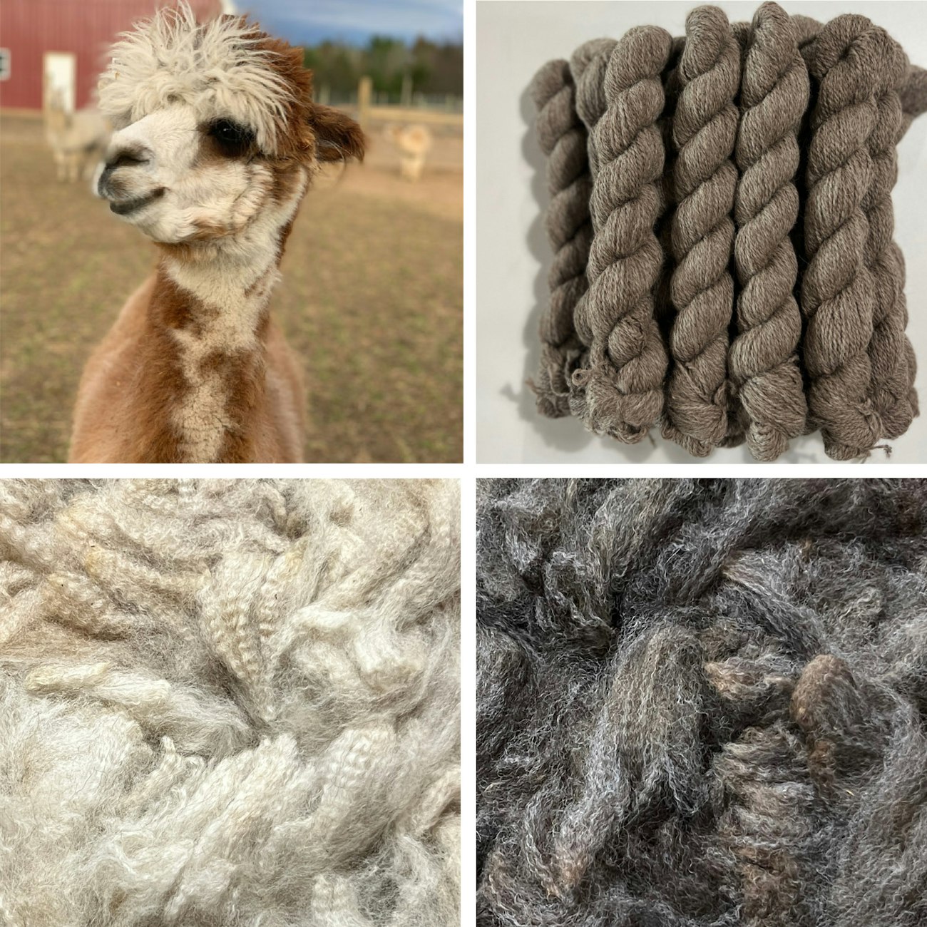The Natural Colors of Alpaca Fiber | Farm & Fiber Knits