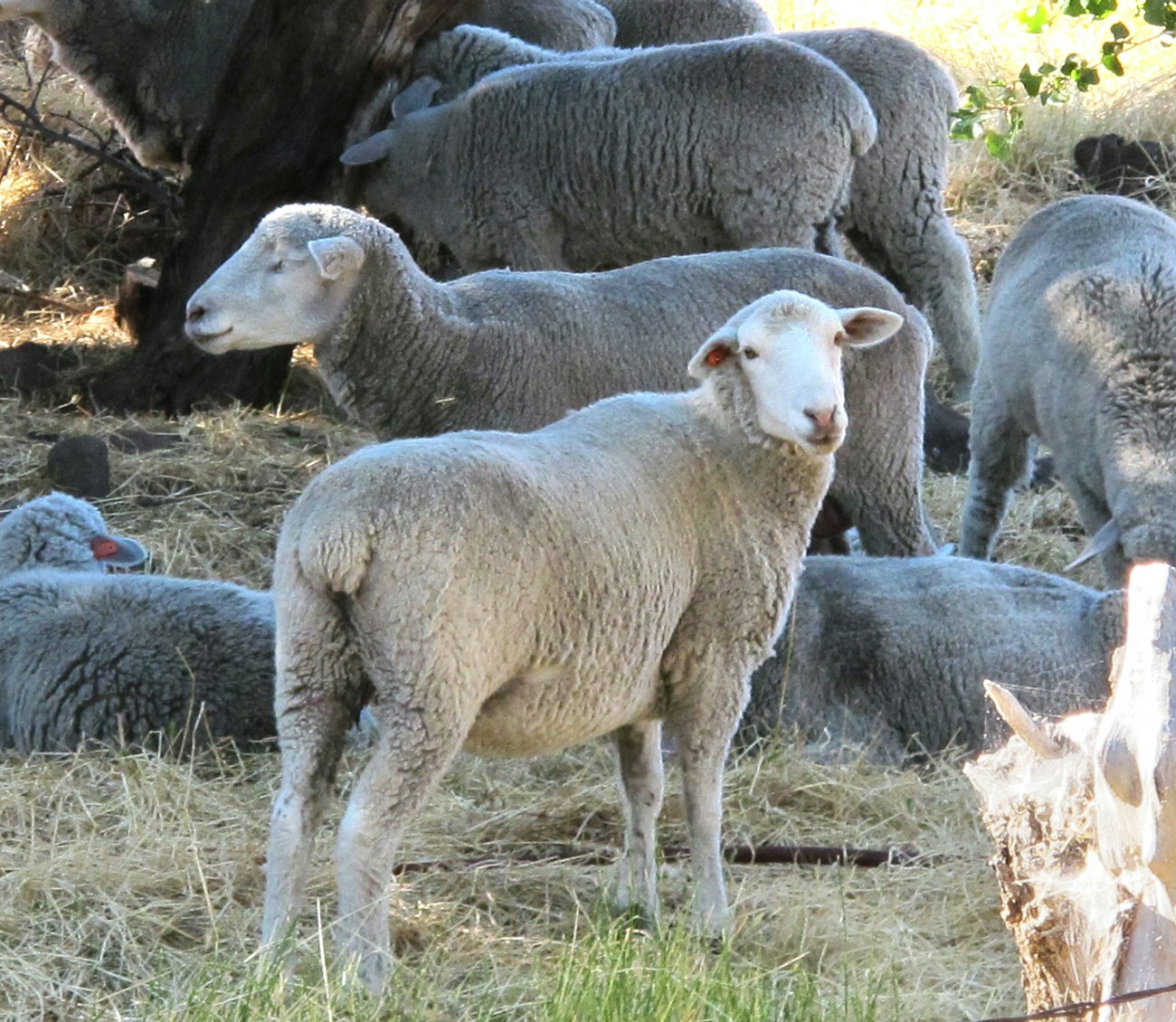 Welcome to the Sheep Barn | Farm & Fiber Knits