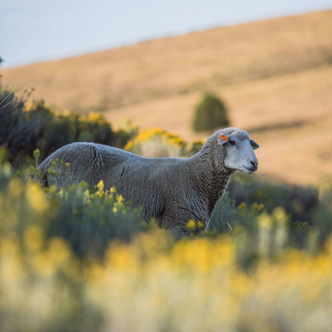 Shorn in the USA | Farm & Fiber Knits