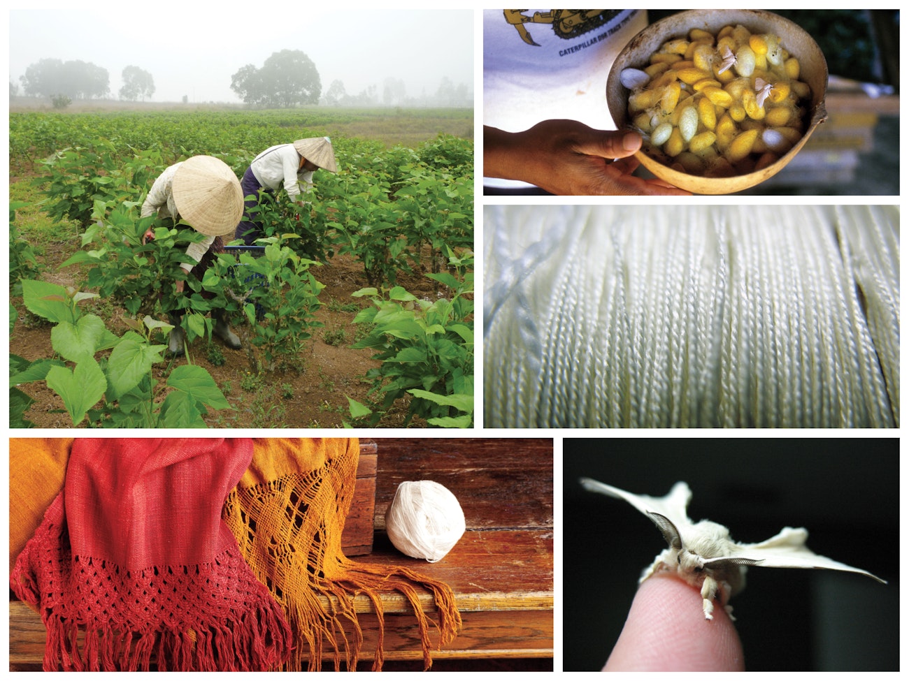 A Sensational Introduction to Silk | Farm & Fiber Knits