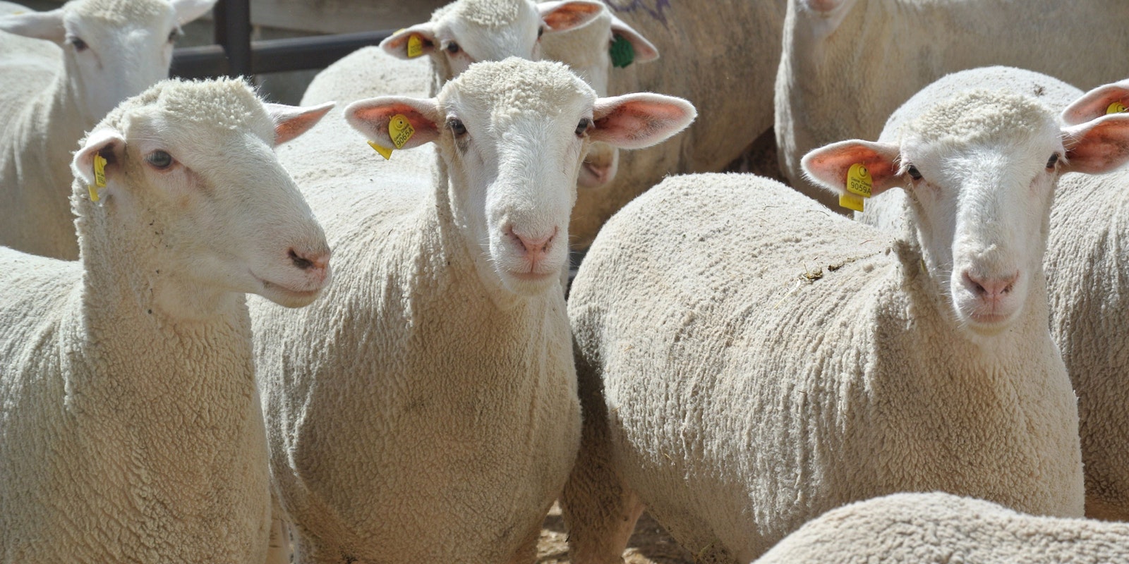 The Unsung Delights of Polypay Wool | Farm & Fiber Knits